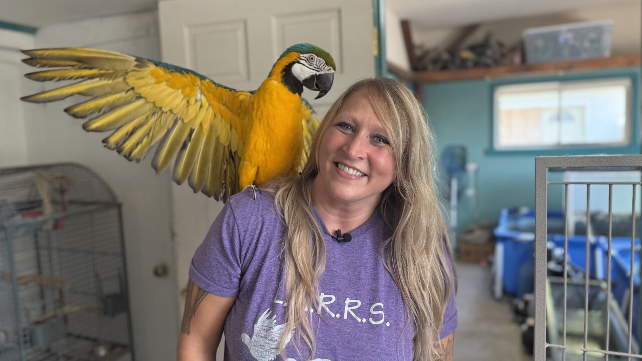 Rising insurance, operational costs threaten Sheboygan animal rescues ...