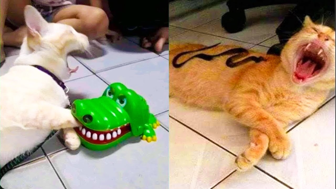 Surprising animal reactions during everyday indoor play | funny animal ...