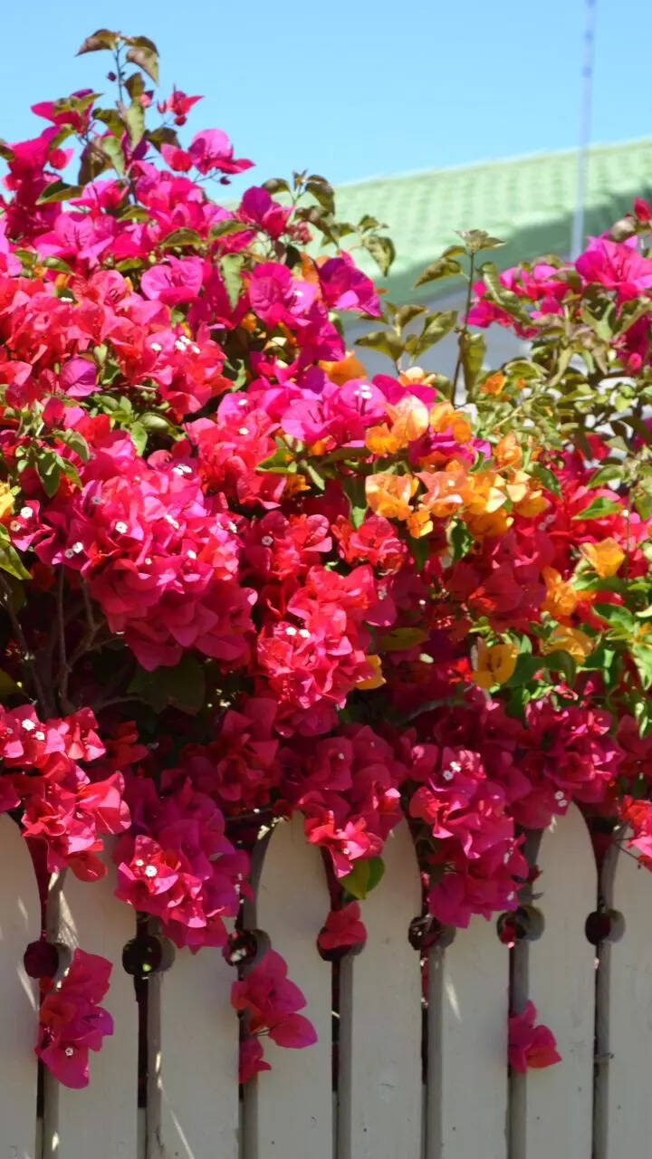 8 beautiful creepers for your balcony