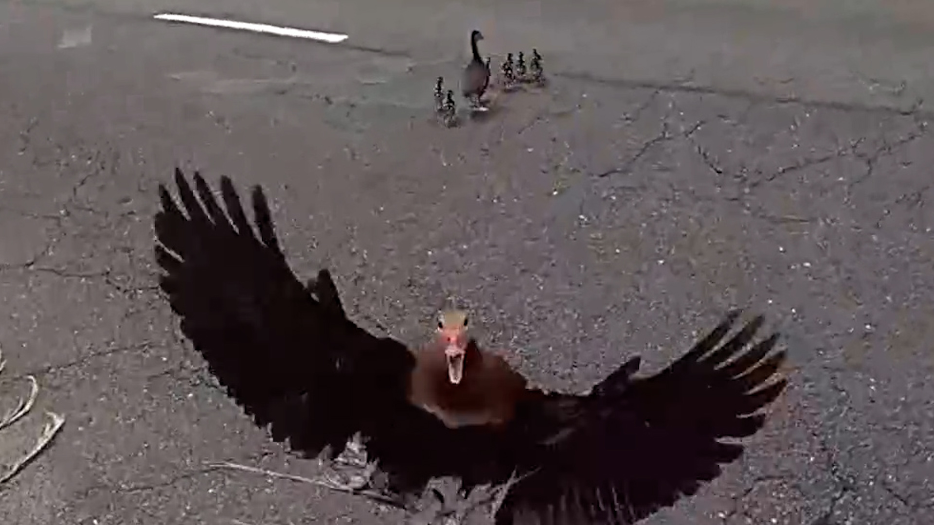 Duck ‘attacks’ officer while he tries to help duck family cross road