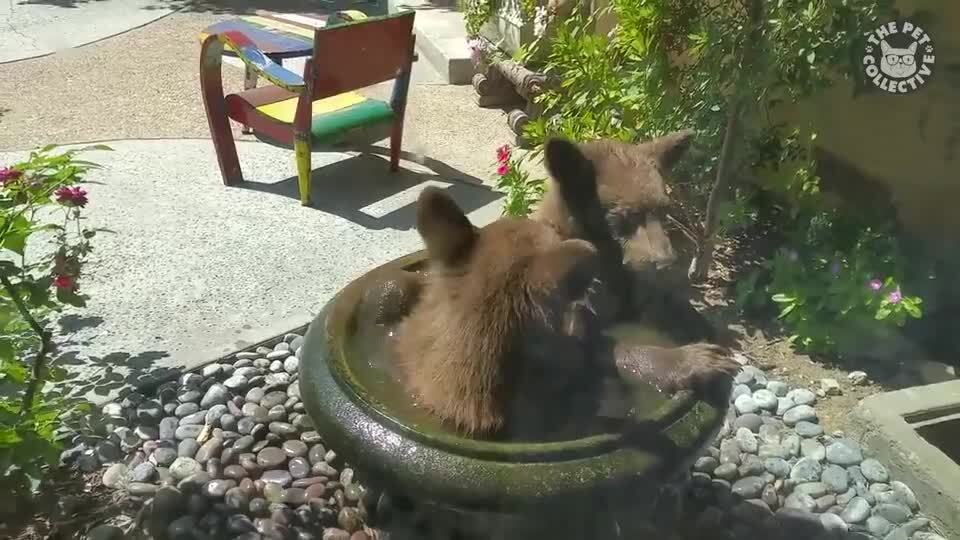 The Cutest Wildlife Babies Around