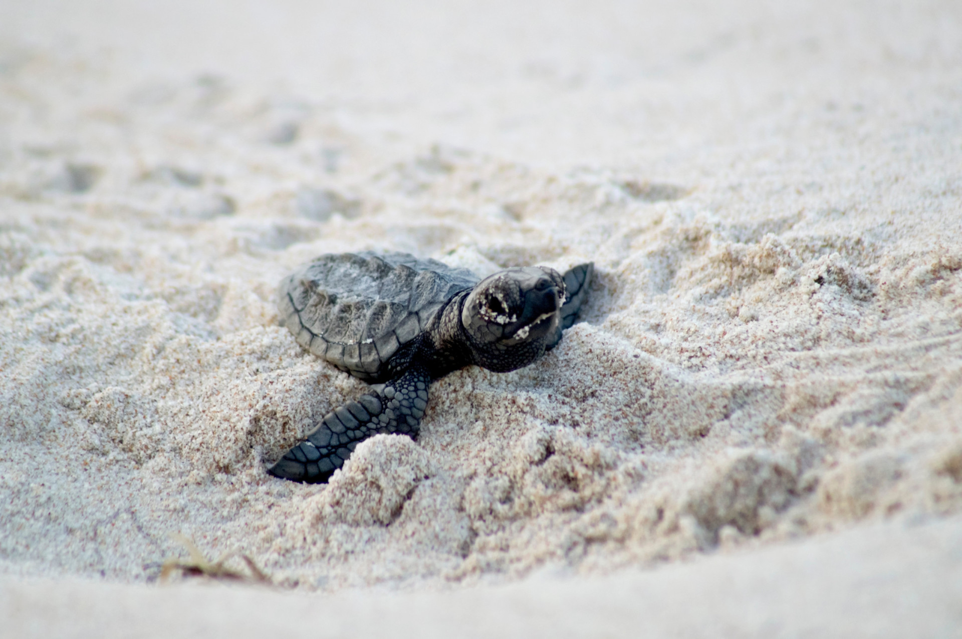 Why do animals have such different lifespans?