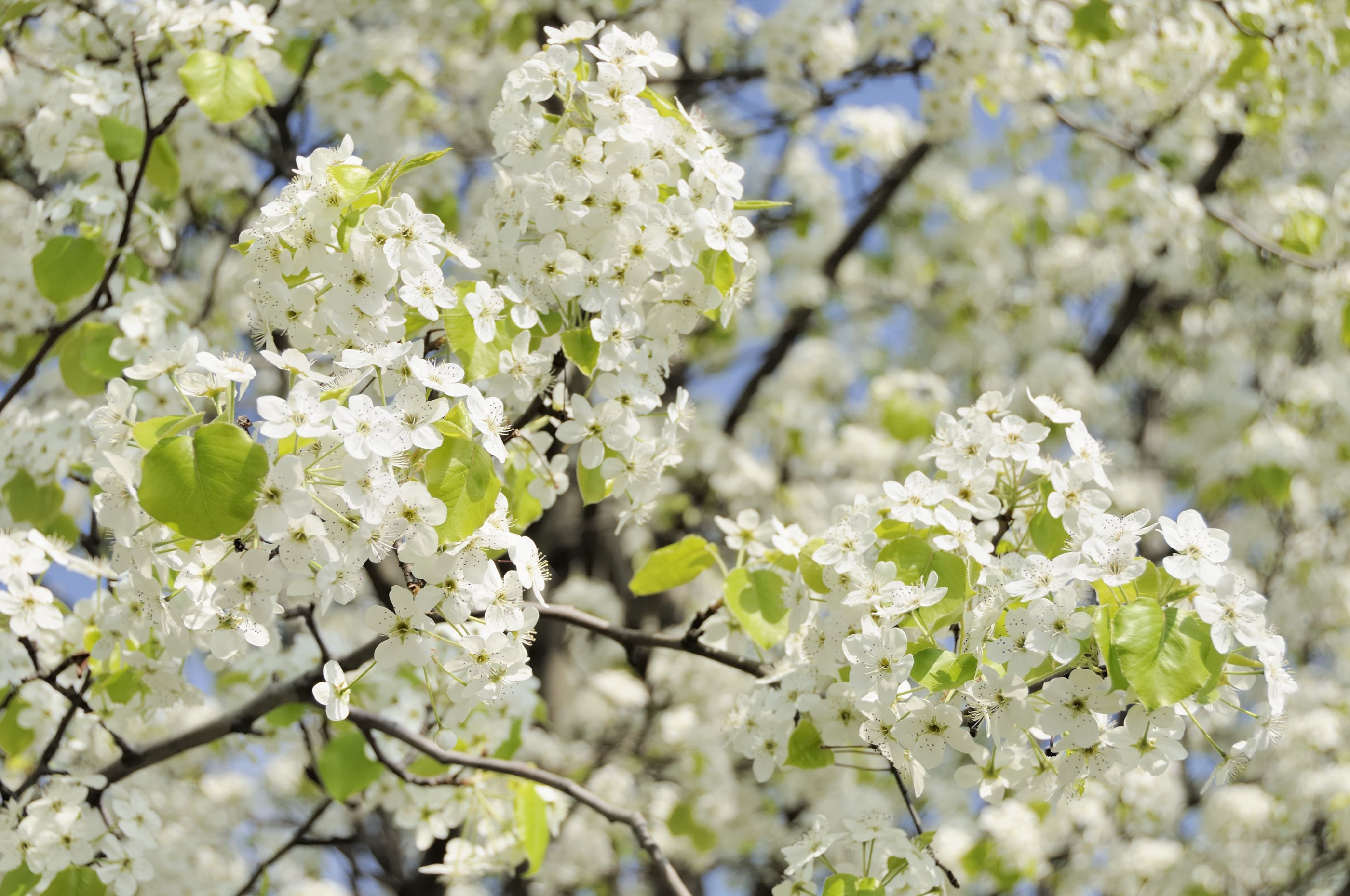 These Messy Plants Should NEVER Be Near Your Home