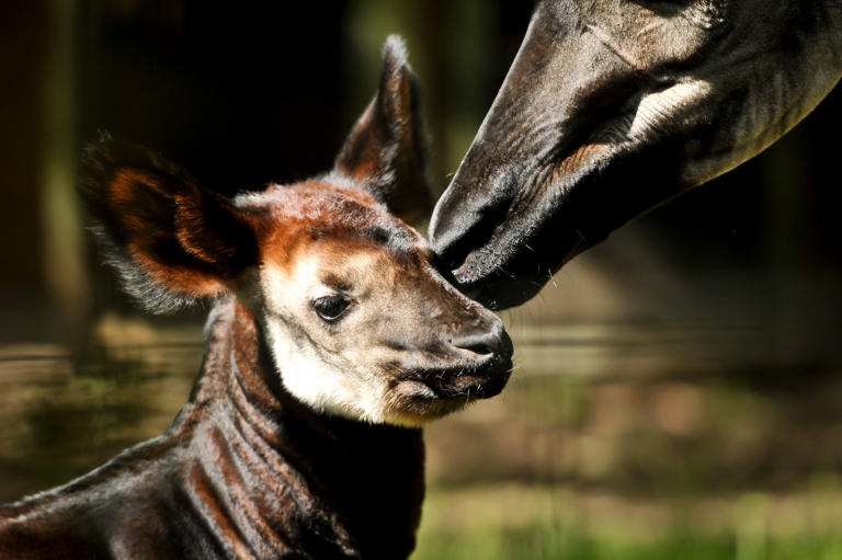 Rare and endangered okapi calf is ‘thriving’ at Dublin Zoo