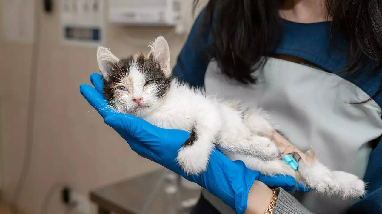 FIP in cats: How do pet cats get it and how to keep them safe