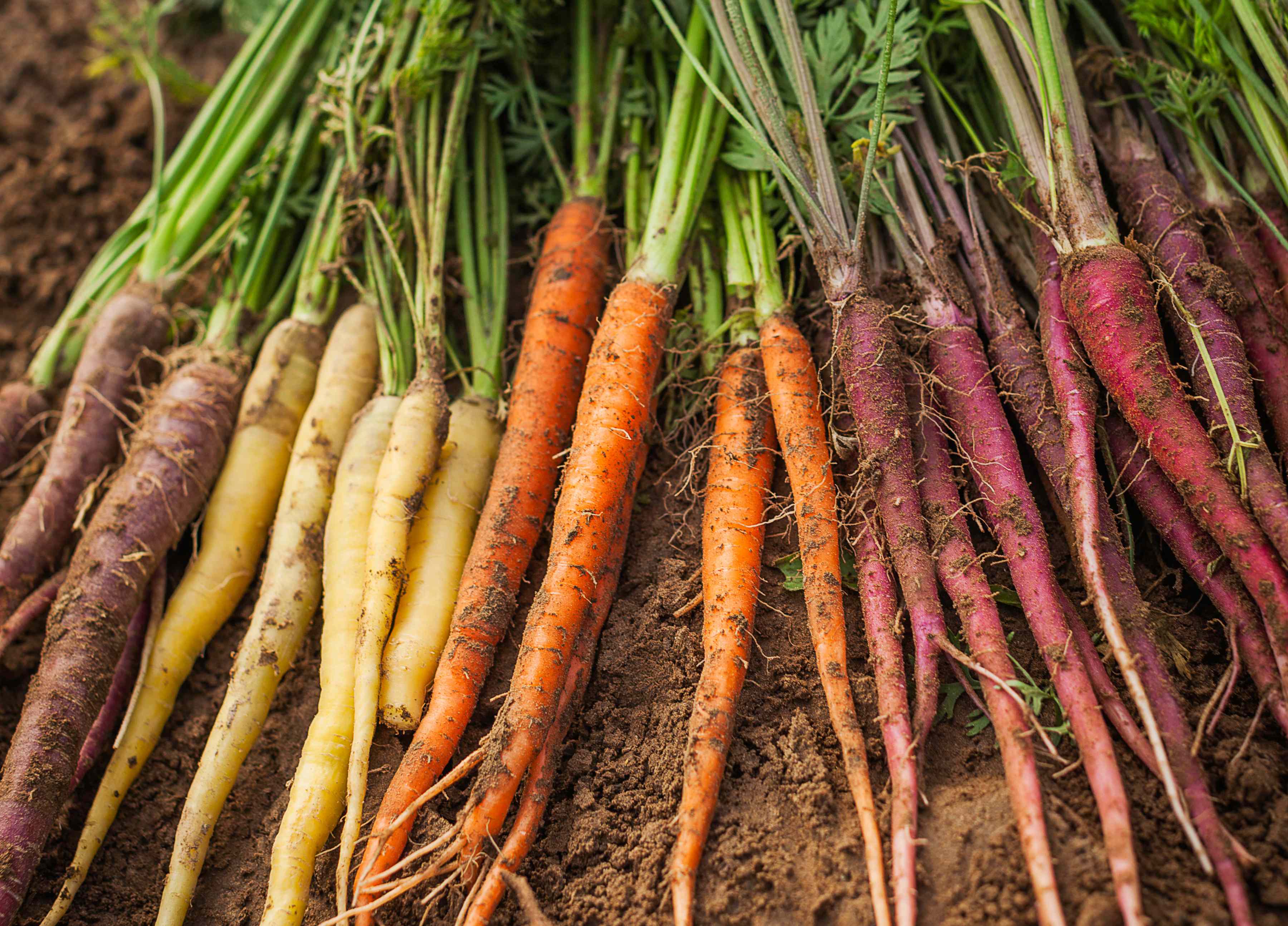 Here's Why Your Homegrown Carrots Are Turning Out Too Thin—and 8 Tips ...
