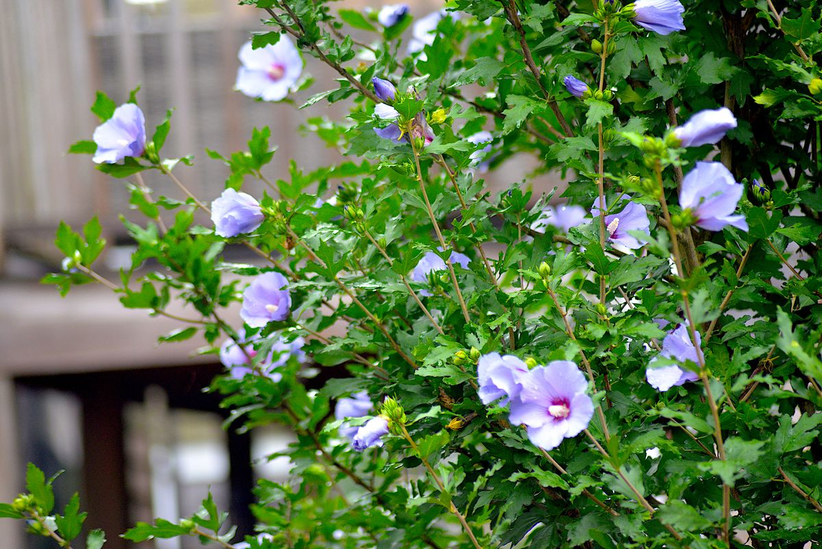 You Should NEVER Plant These 9 Messy Plants Near Your Home
