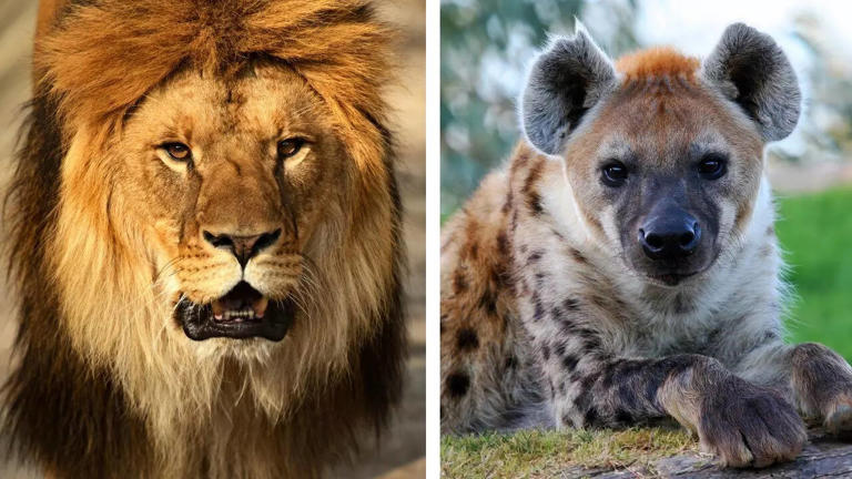 Inside the wild: 5 real-life animal rivalries driven by survival