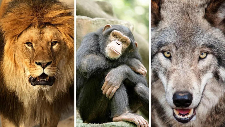 Inside the wild: 5 real-life animal rivalries driven by survival