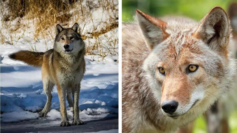 Inside the wild: 5 real-life animal rivalries driven by survival