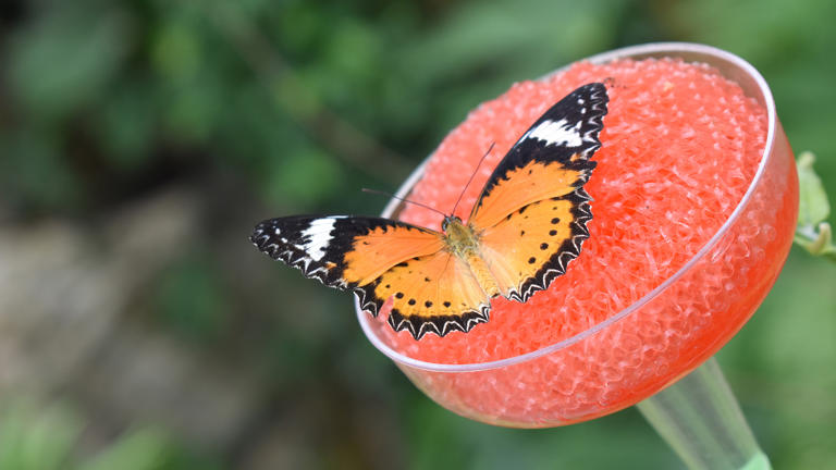 Butterflies will flock into your yard to enjoy this 2-ingredient treat ...