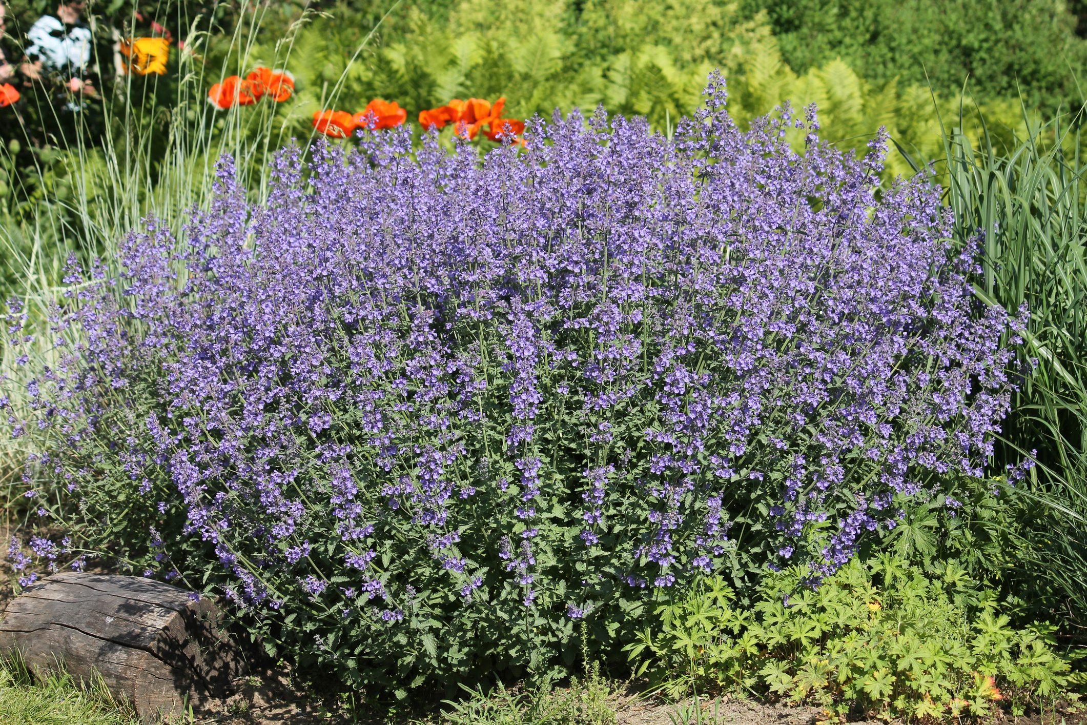 10 Short Flowers That Won’t Crowd Small Gardens