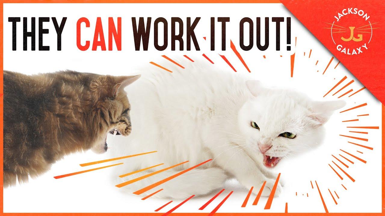 Cat Introductions Gone Wrong: They Will Not Work It Out Without You