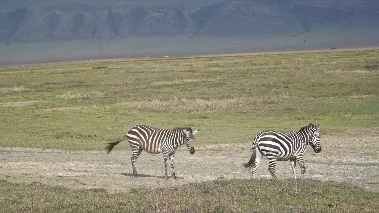 Zebras from Above: Unseen Perspectives of Wildlife by Drone