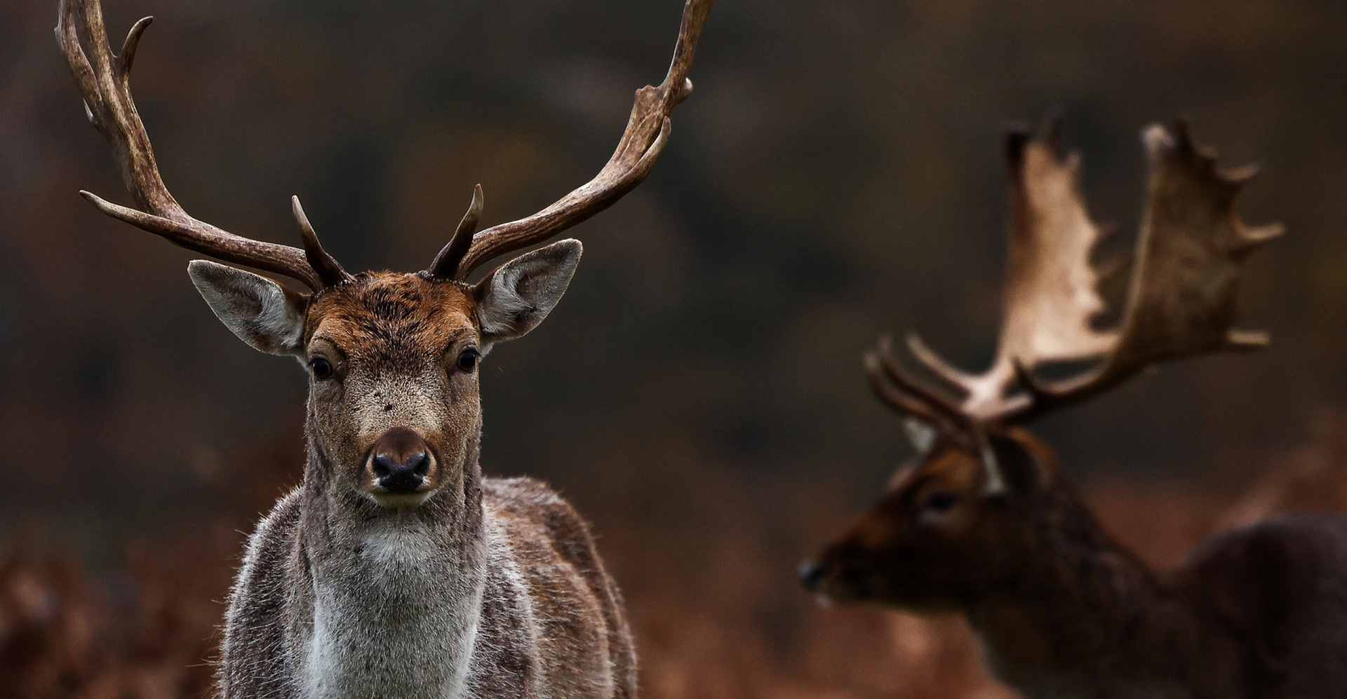 Nature's most incredible horns and antlers