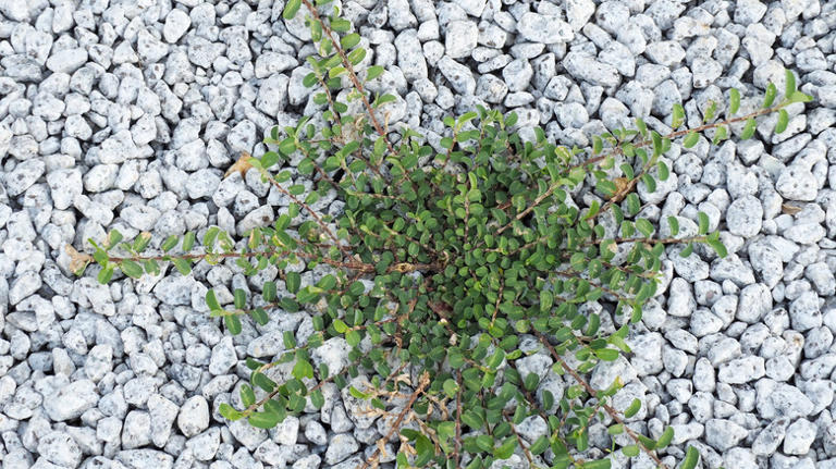 4 Tricks To Get Rid Of Weeds Growing In Gravel Using Items You Already Own