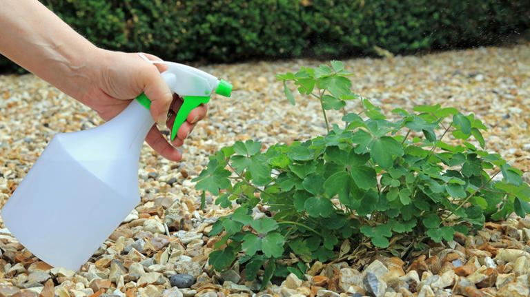4 Tricks To Get Rid Of Weeds Growing In Gravel Using Items You Already Own