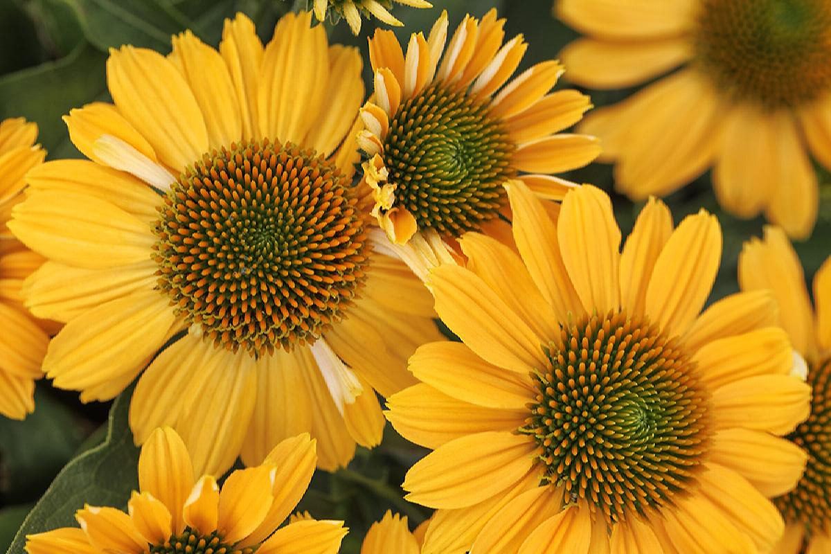 10 Short Flowers That Won’t Crowd Small Gardens