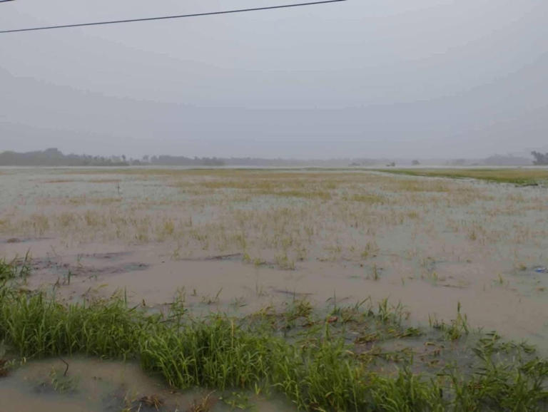 Negros farm, infra damage hits P29.5M