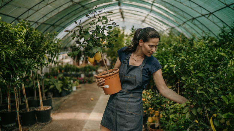 What You Should Know Before Growing A Citrus Tree Indoors