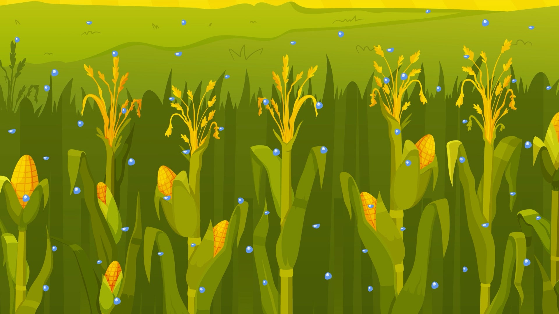 What Is ‘Corn Sweat’ And How Does It Make Heat Waves Worse?