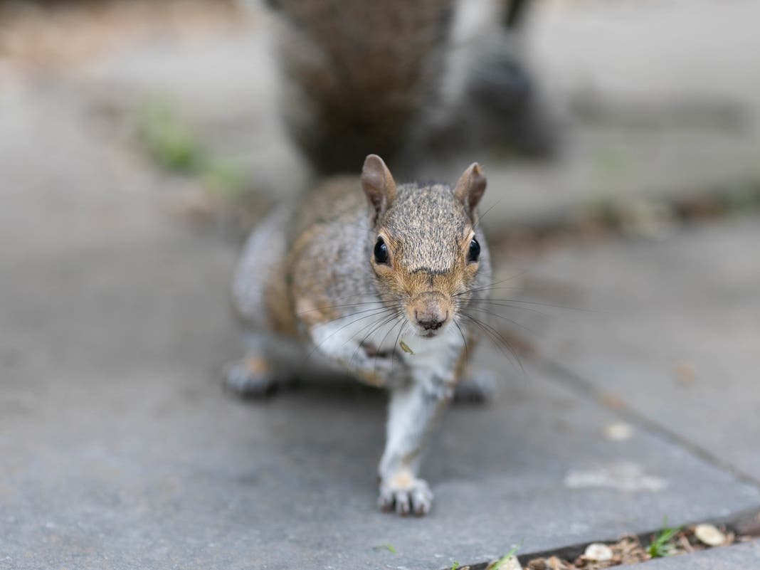 Squirrel Hang Out: Photo Of The Day