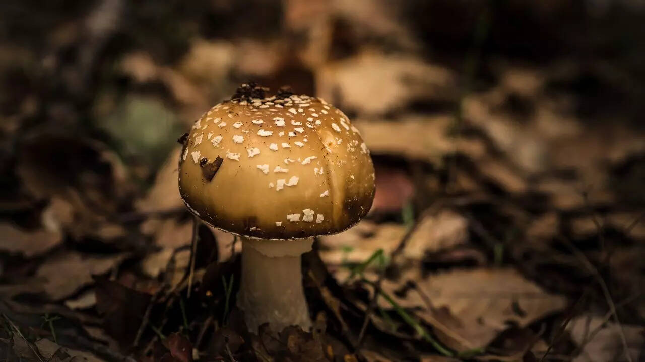 5 of the most lethal poisons found in nature