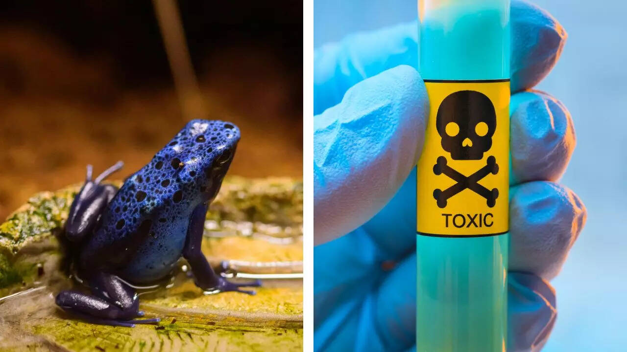 5 of the most lethal poisons found in nature