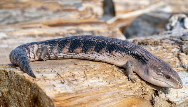 Experts launch ambitious 5-year program to save rare lizard species: 'Becoming increasingly urgent'