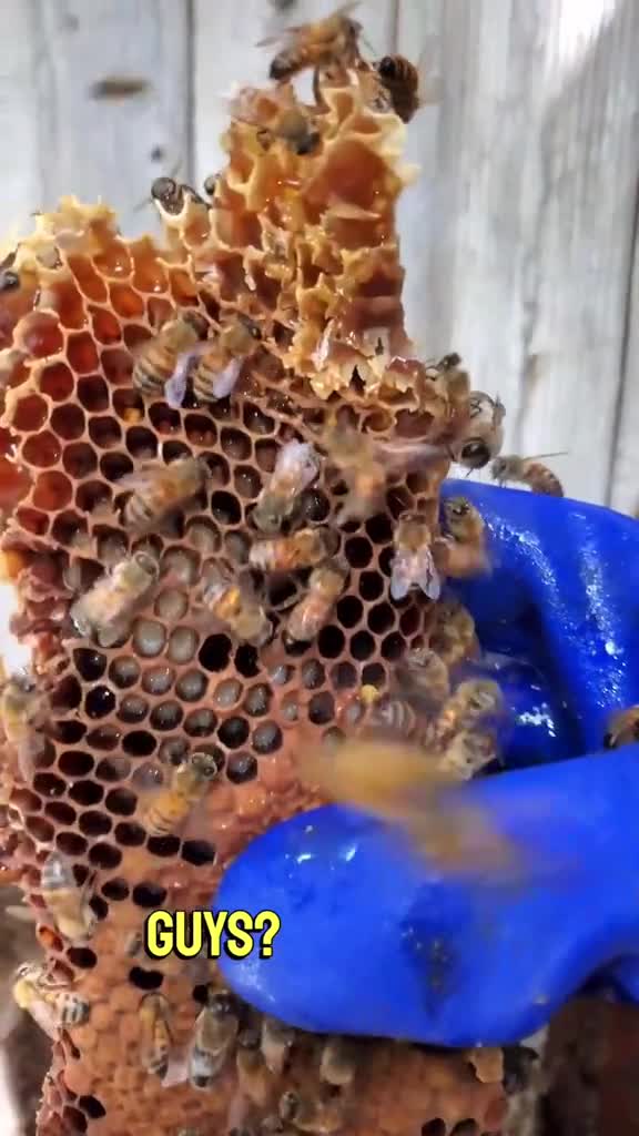 Uncovering a Hidden Bee Colony Inside a Fence Panel