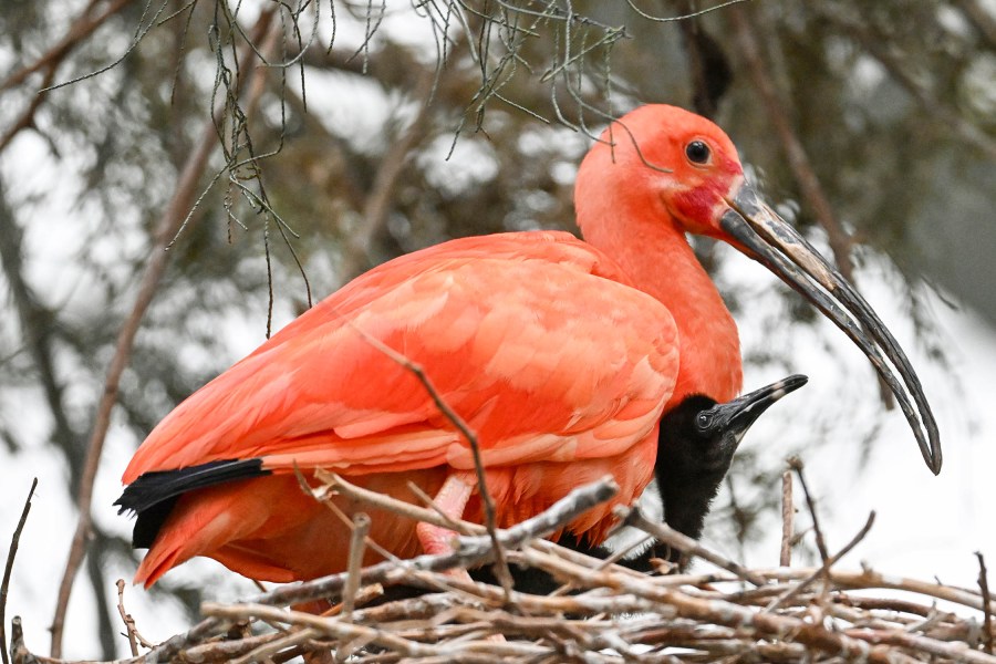 Beat the heat at Brookfield Zoo Chicago with cool discounts