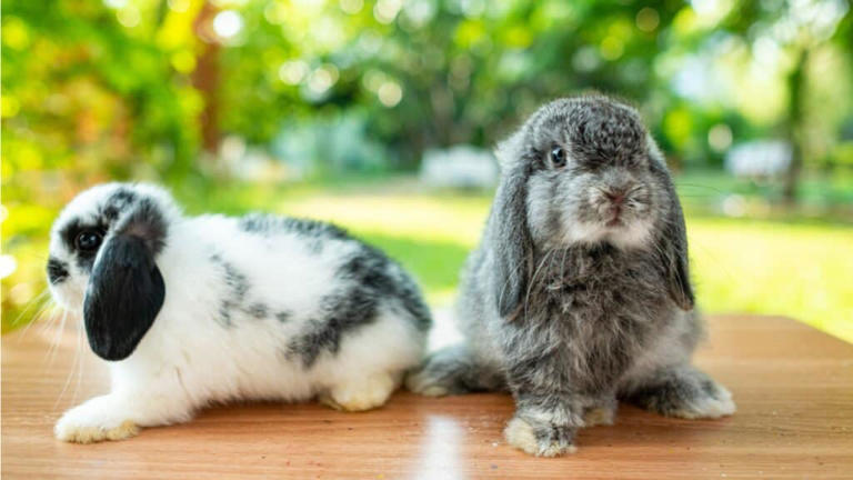 The 10 Most Adorable Lop-Eared Rabbit Breeds