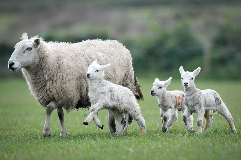 Baby lamb fighting for life after dog attack