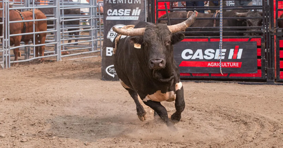 Professional Bull Riding events coming to Nexstar’s CW Network