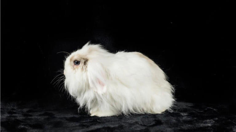 The 10 Most Adorable Lop-Eared Rabbit Breeds