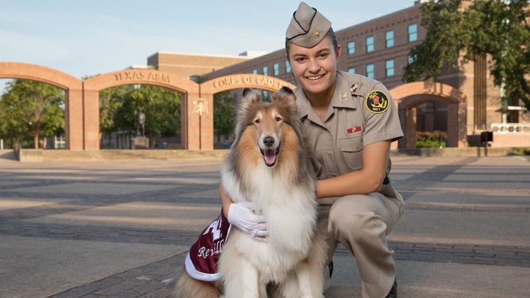 Texas A&M mascot Reveille X recovering after eye surgery