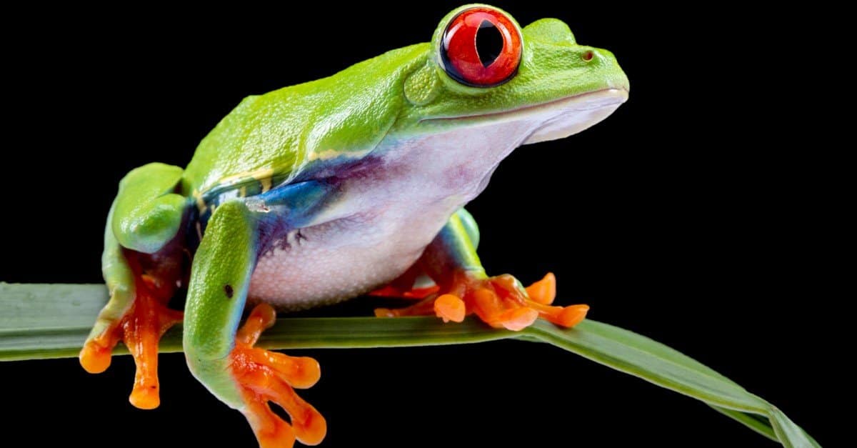 What is a Fear of Frogs Called, and Why Do Some People Have This Phobia?