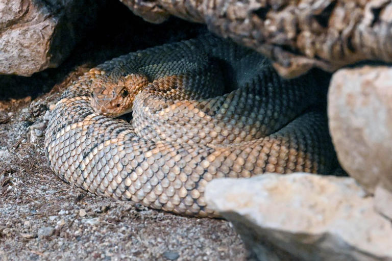 Beat the heat at Brookfield Zoo Chicago with cool discounts