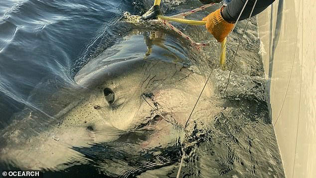 Alarm as largest great white shark recorded in the Atlantic swims ...