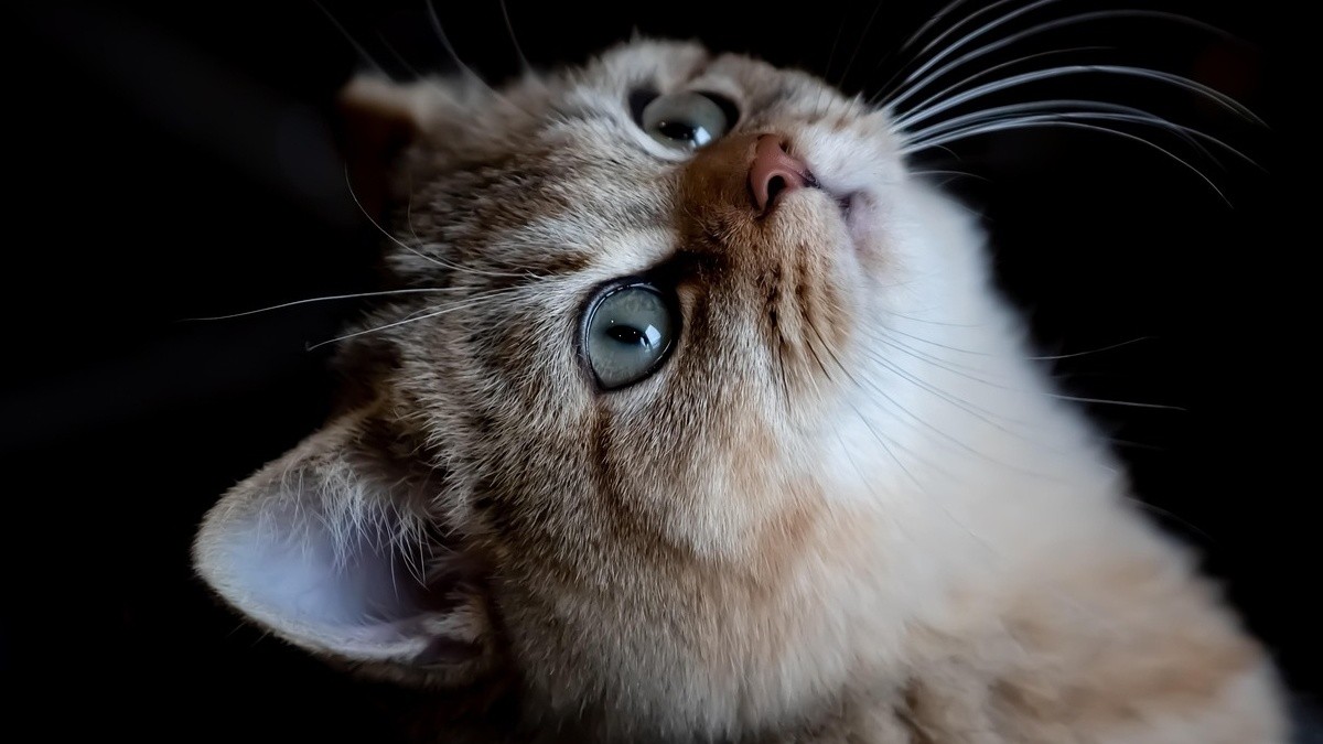 Conoce 8 beneficios de vivir con un gato en casa