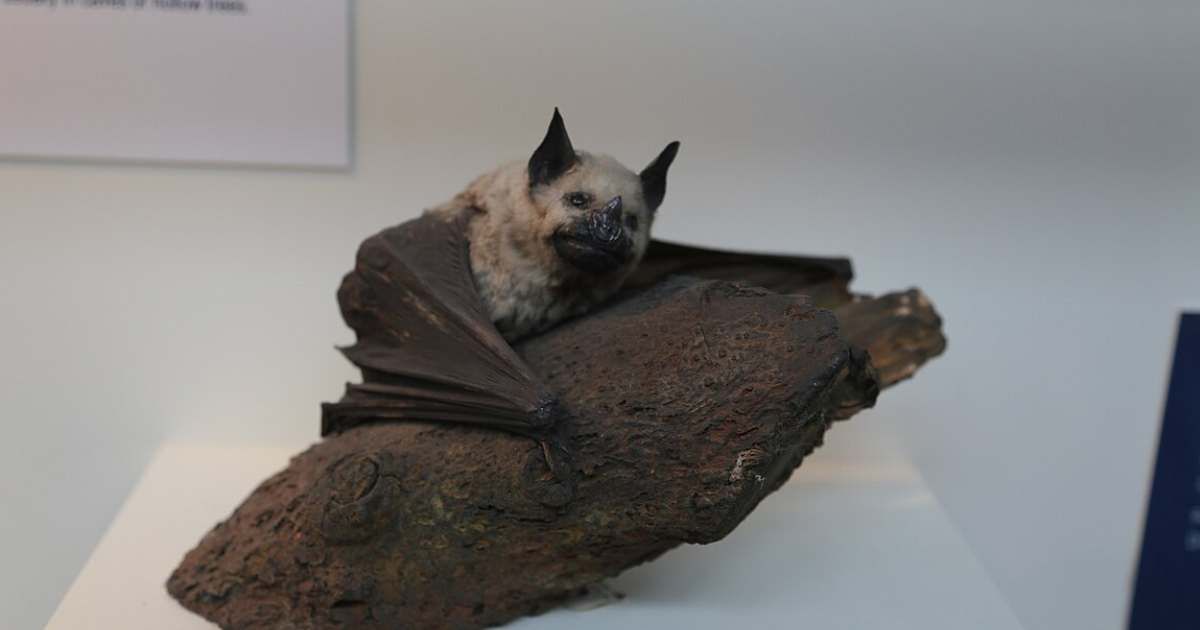 Greater Spear-Nosed Bat Discovered In Mexico Rain Forest and It's a ...