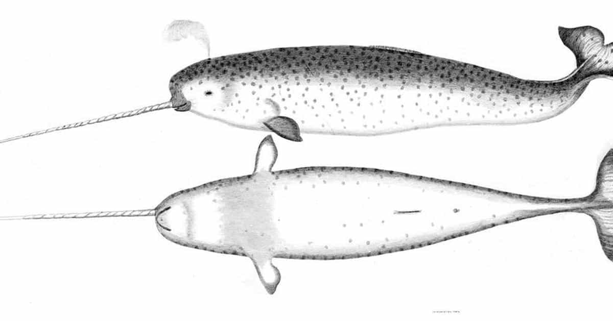 19 Wild Narwhal Facts You Never Heard