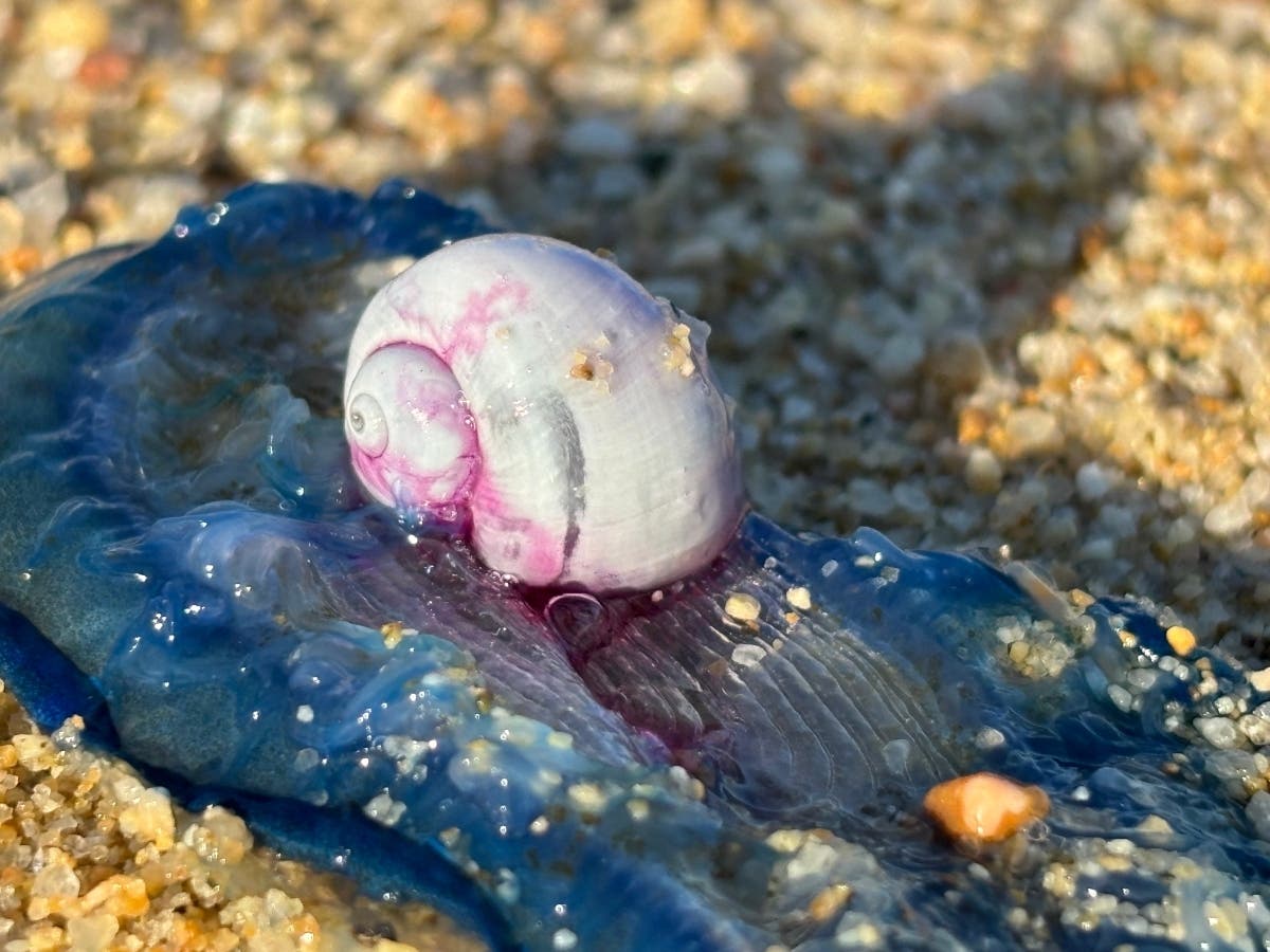 Rare Sea Snails Spotted Along San Diego Beaches