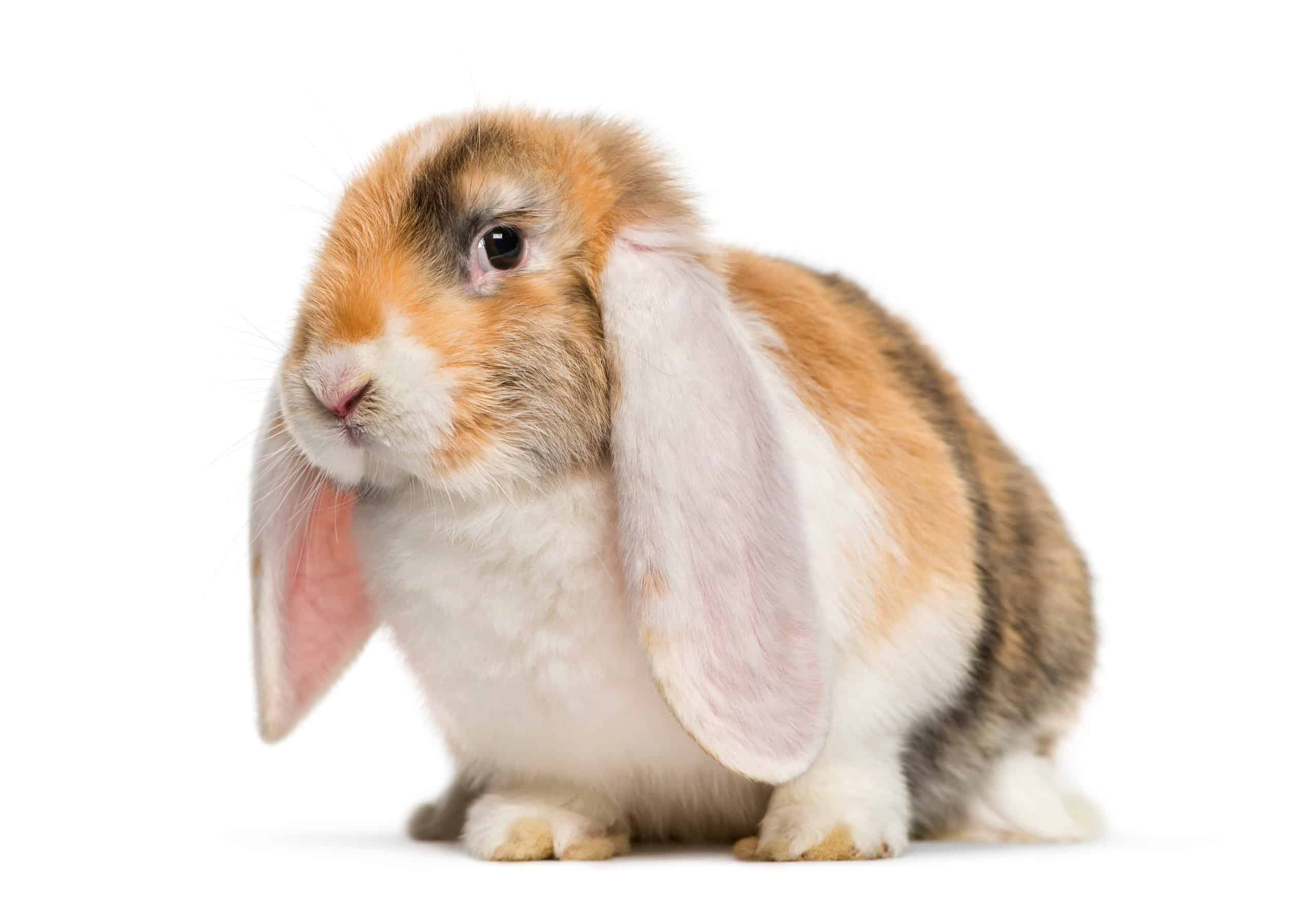 The 10 Most Adorable Lop-Eared Rabbit Breeds