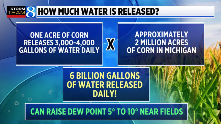 Corn sweat drives up dew points across Midwest states