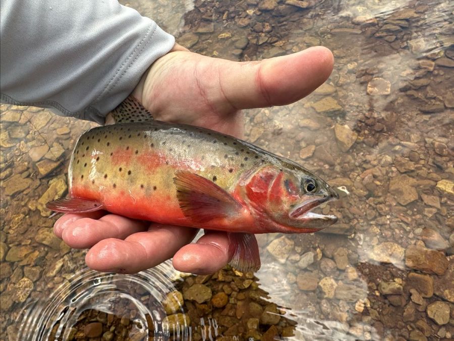 Rocky Mountain National Park begins cutthroat trout reintroduction project