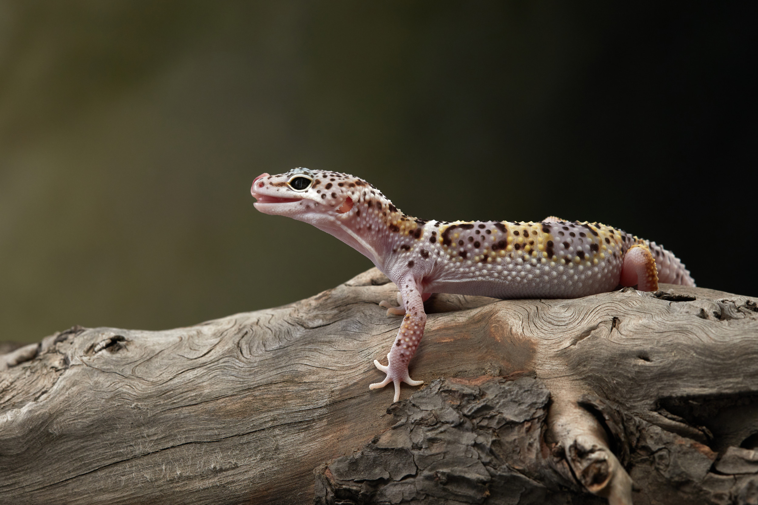 Gecko's sticky toes inspire better cancer treatment