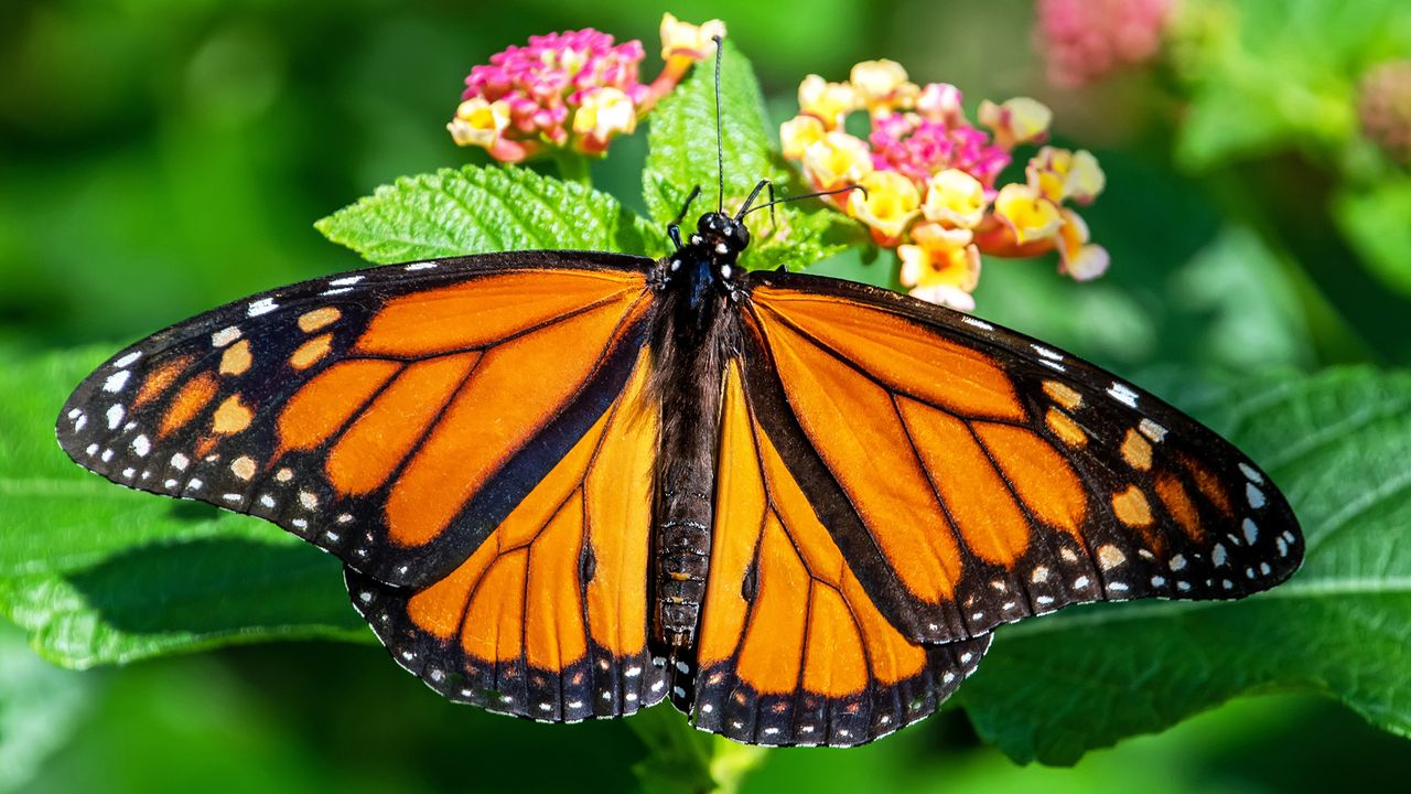 Butterflies will flock into your yard to enjoy this 2-ingredient treat ...