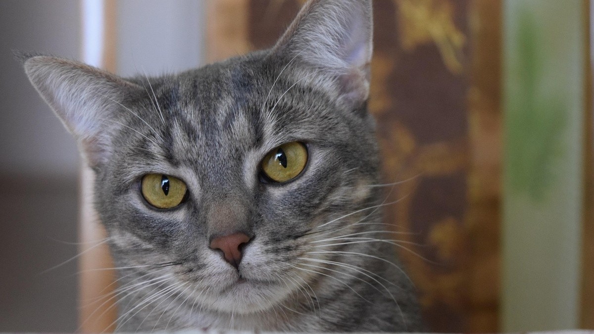 Cosas sencillas que puedes hacer para que tu gato se sienta realmente ...