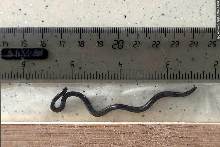 World’s smallest snake measuring four inches rediscovered under a rock